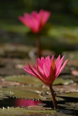 Élmények bűvöletében: ha tehetnénk, receptre írnánk fel a Hévízi ...