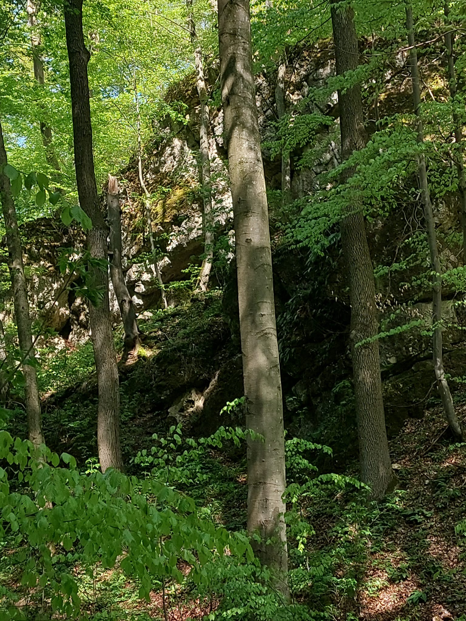 Burok-völgy – Kalandos dzsungeltúra a Keleti-Bakonyban - Szallas.hu Blog