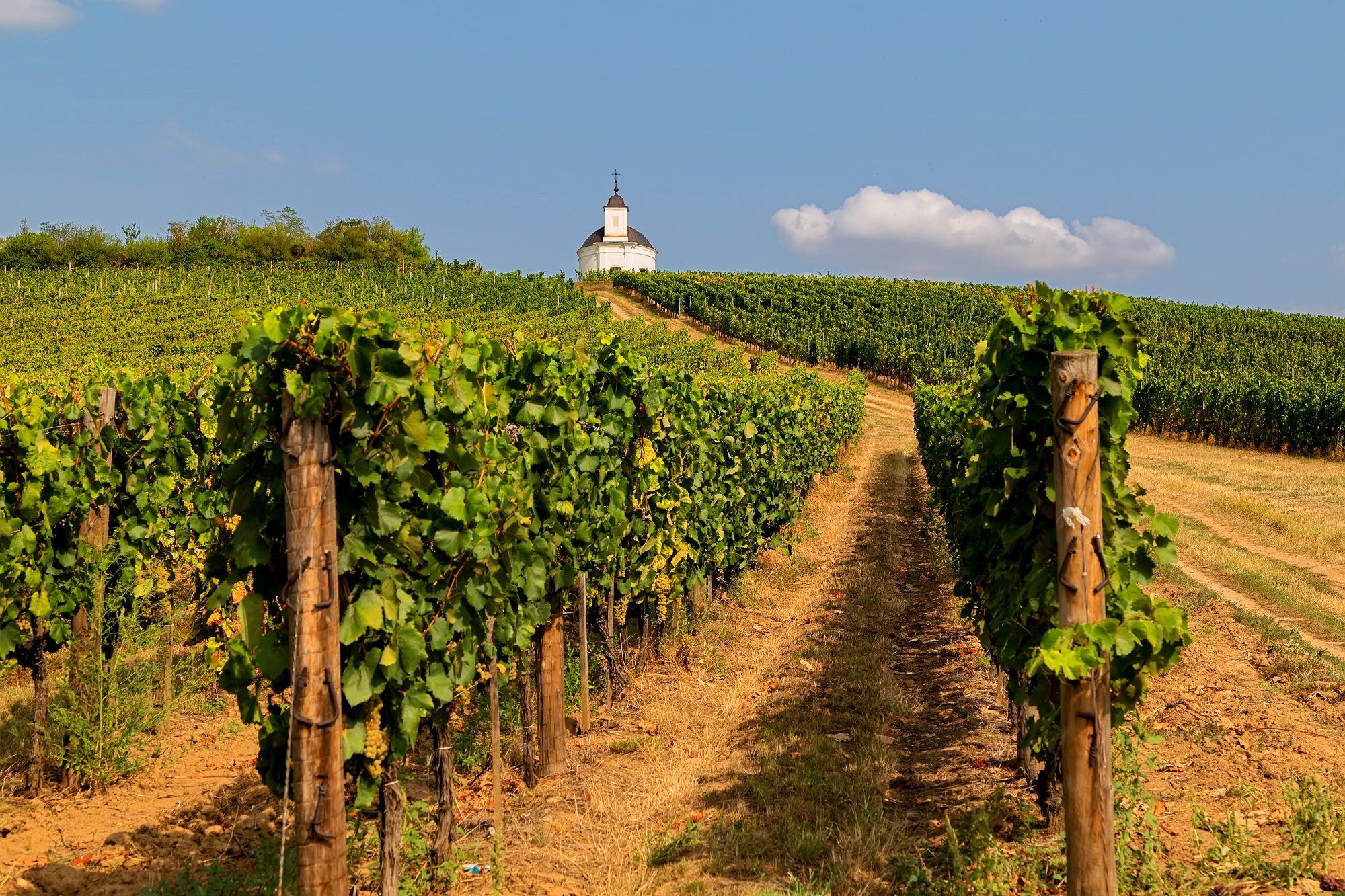 10 tokaji látnivaló, amiért érdemes útra kelni - Szallas.hu Blog